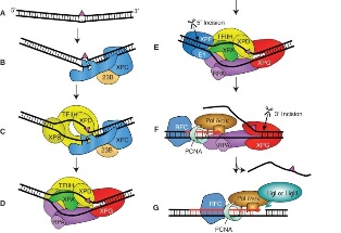 DNA Modifying Enzymes - Creative Diagnostics