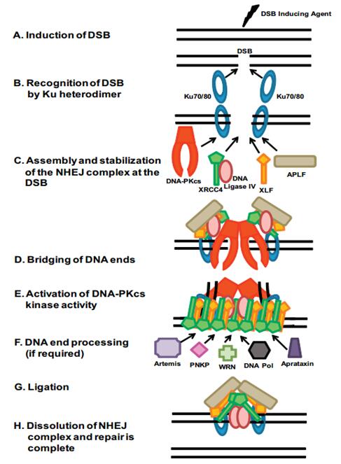 DNA-PK Signaling Pathway - Creative Diagnostics