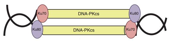 DNA-PK Signaling Pathway - Creative Diagnostics