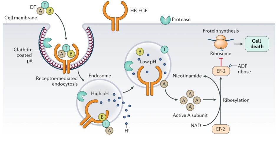 DTP Vaccine - Creative Diagnostics
