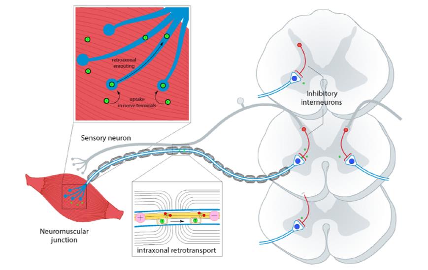 DTP Vaccine - Creative Diagnostics