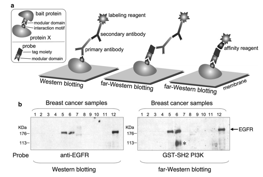 Protein Interaction Detection by Far-Western Blotting Protocol - Creative Diagnostics