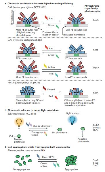 Phytochrome Superfamily Photoreceptor Antibodies - Creative Diagnostics