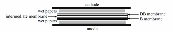 Protein Experiment Protocol - Creative Diagnostics