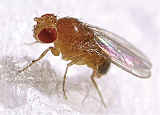 Drosophila Antigens - Creative Diagnostics