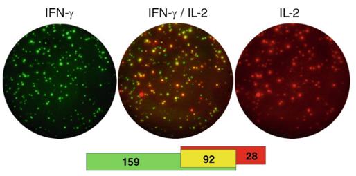 Dual- and Triple-Color Fluorospot Protocol - Creative Diagnostics