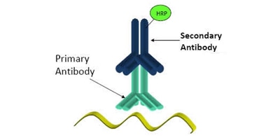Secondary Antibodies - Creative Diagnostics