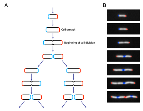 E.coli Antigens - Creative Diagnostics