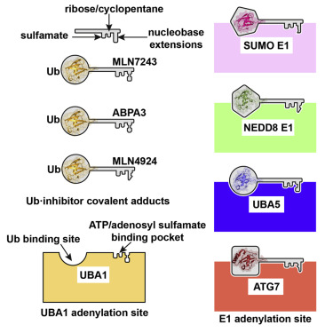 E1 Ubiquitin/Ubl Activating Enzymes Immunology Reagents - Creative ...