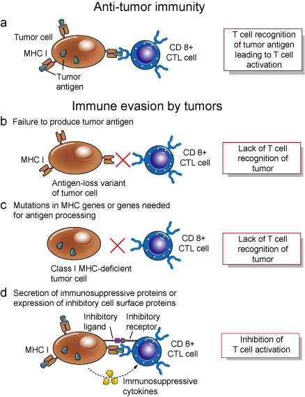 Tumor Immunity - Creative Diagnostics
