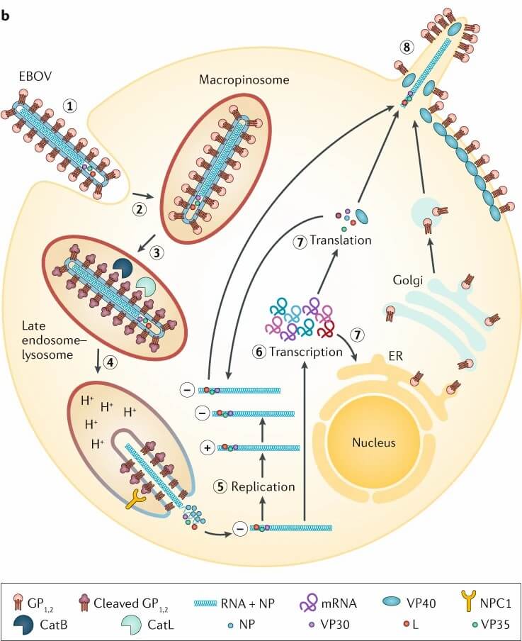 Ebola Virus Antigens - Creative Diagnostics