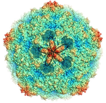 Echovirus Antigens - Creative Diagnostics