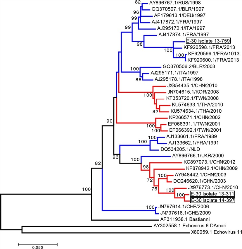 Echovirus Antigens - Creative Diagnostics