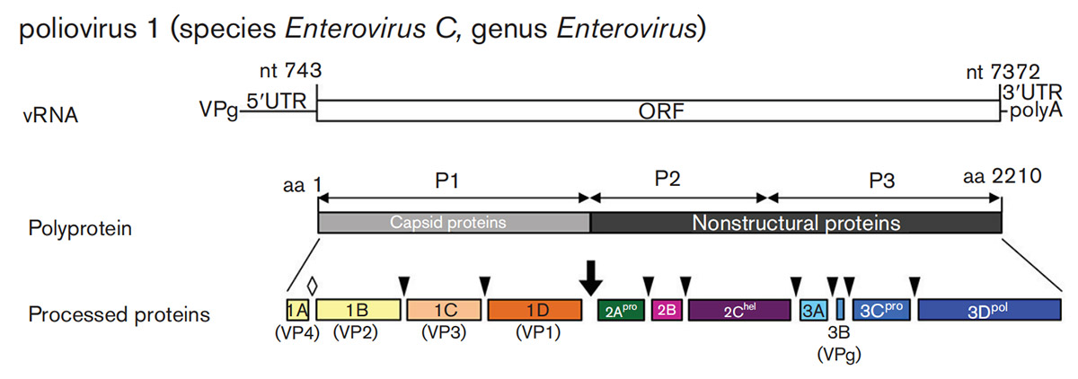 Enteroviruses - Creative Diagnostics