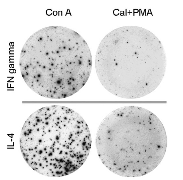 The ELISPOT Detection Protocol of Equine's IFNg and IL-4 - Creative ...