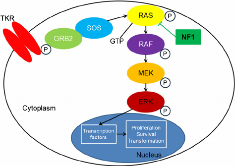 Immunology and Inflammation Signaling Pathway - Creative Diagnostics