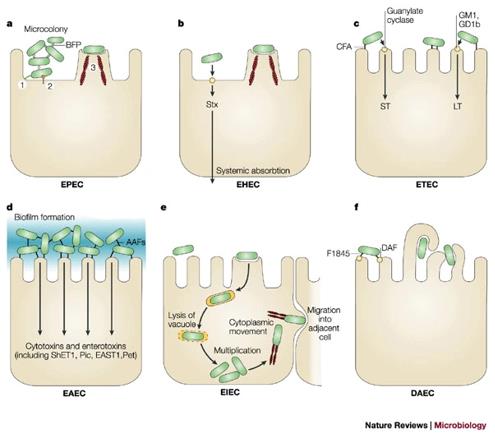 Escherichia coli Antigens - Creative Diagnostics