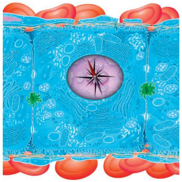 Extracellular Matrix and Cardiovascular - Creative Diagnostics