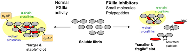 FXIIIα/F13A1: A Promising Therapeutic Target for Vascular Diseases ...