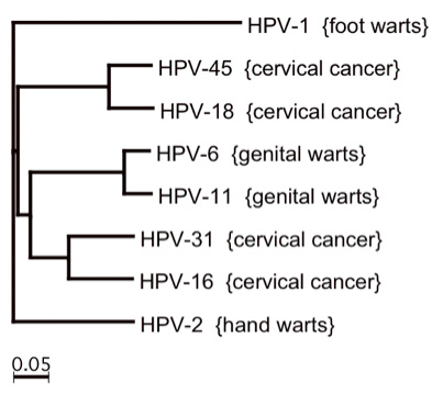Hpv Tree Warts