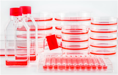 Cell Experiment Protocol - Creative Diagnostics