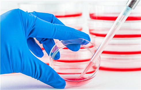 Cell Experiment Protocol - Creative Diagnostics