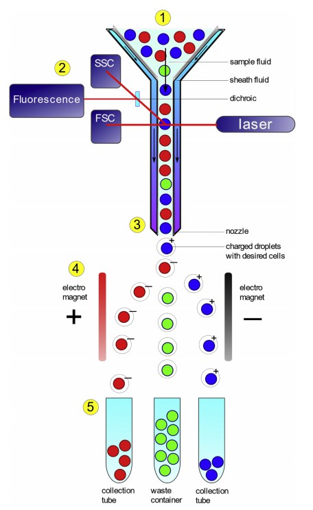Flow Cytometry Protocol for Tracking Immune Cell - Creative Diagnostics