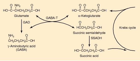 GABAergic Synapse Pathway - Creative Diagnostics