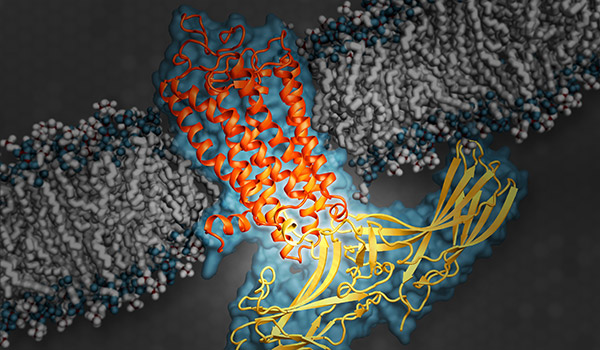 Cell Biology Signaling Pathway - Creative Diagnostics