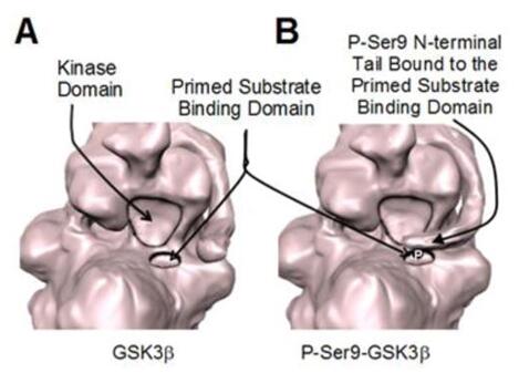 GSK3 Signaling Pathway - Creative Diagnostics