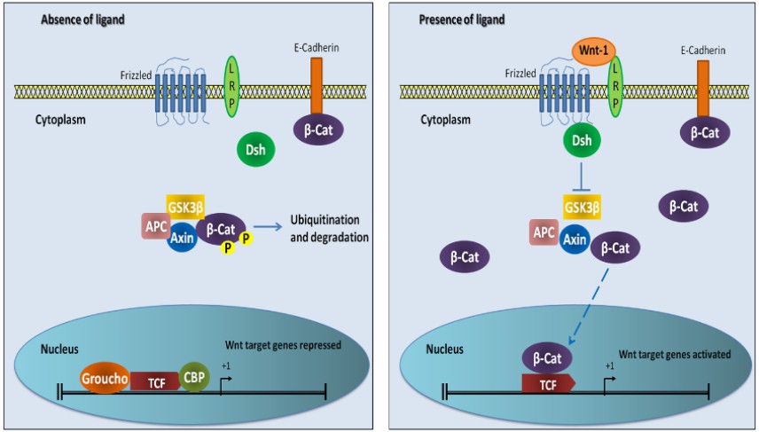 Gastrointestinal Cancer - Creative Diagnostics