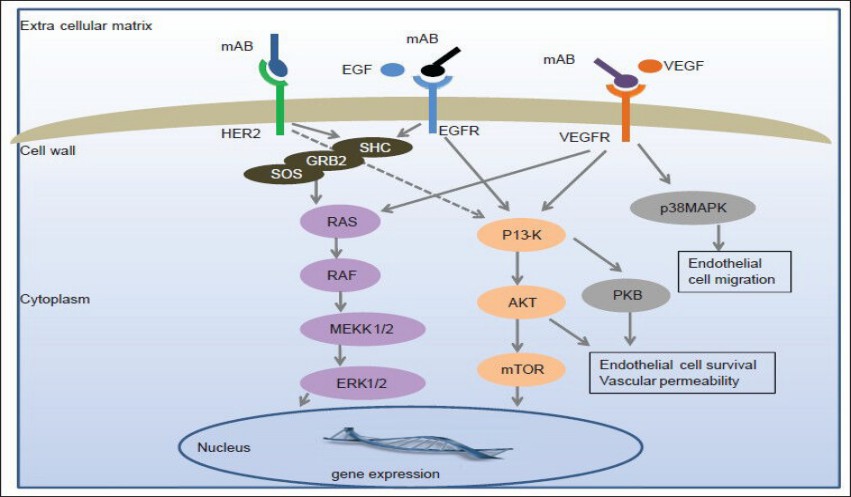 Gastrointestinal Cancer - Creative Diagnostics