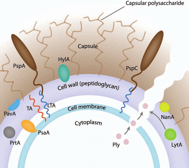 General Pneumococcal Cell Wall Polysaccharide (CWPS) - Creative Diagnostics