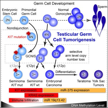 Germ Cell Tumor - Creative Diagnostics