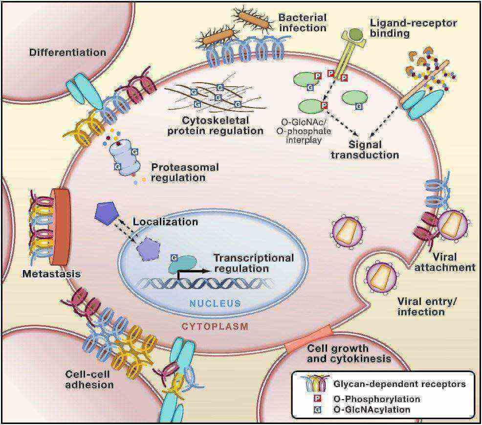 Glycobiology-related Enzymes - Creative Diagnostics