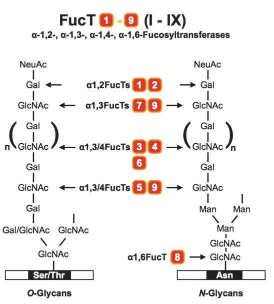 Glycobiology-related Enzymes - Creative Diagnostics