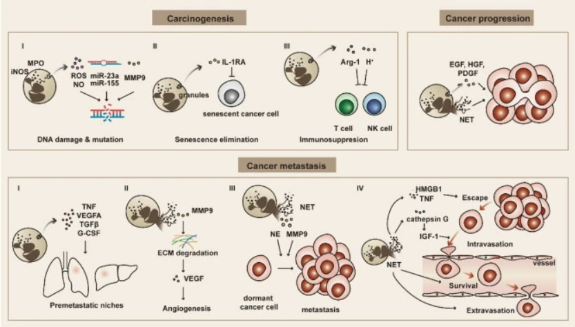 Cancer Research - Creative Diagnostics