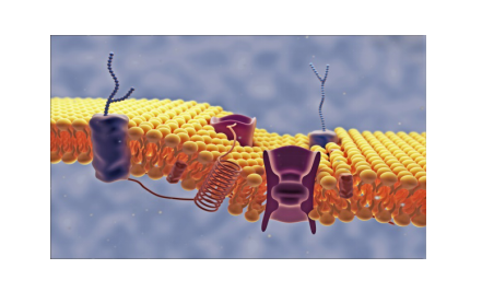 Growth Factors - Creative Diagnostics