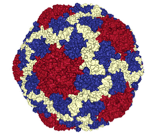 Hepatitis A Virus (HAV) Antigens - Creative Diagnostics