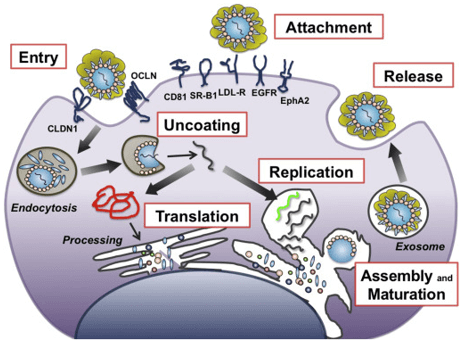 Hepatitis C Virus (HCV) Antigens - Creative Diagnostics