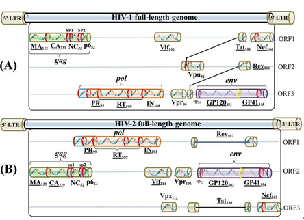 Hiv Virus Model Labeled