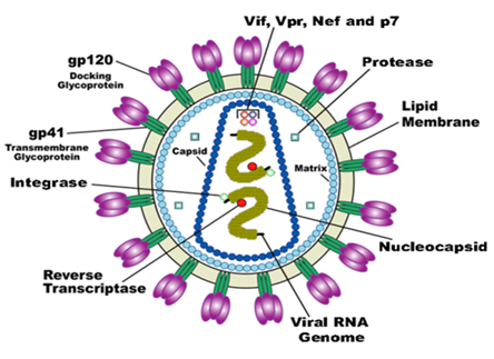 Human Immunodeficiency Virus (HIV) Antigens - Creative Diagnostics
