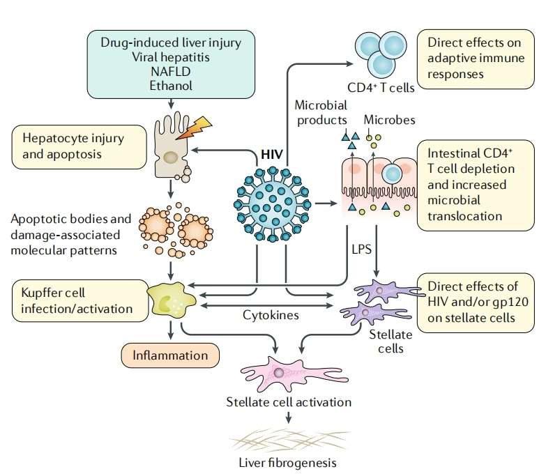 Immunology Reagents for HIV - Creative Diagnostics