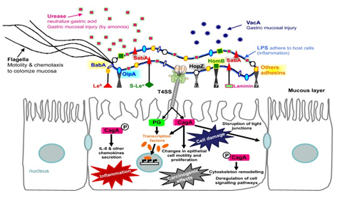 Helicobacter pylori Antigens - Creative Diagnostics