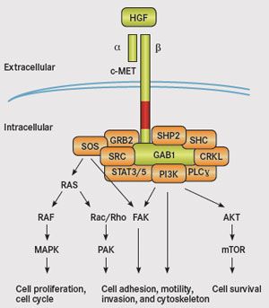 Metabolism Signaling Pathway - Creative Diagnostics