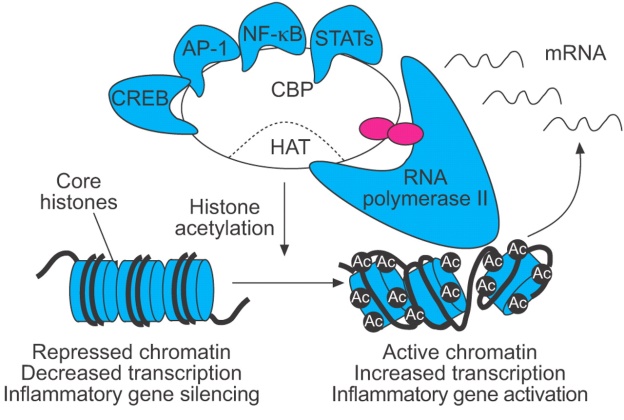 Histone Acetylation Definition Histone Modifications And Non Coding