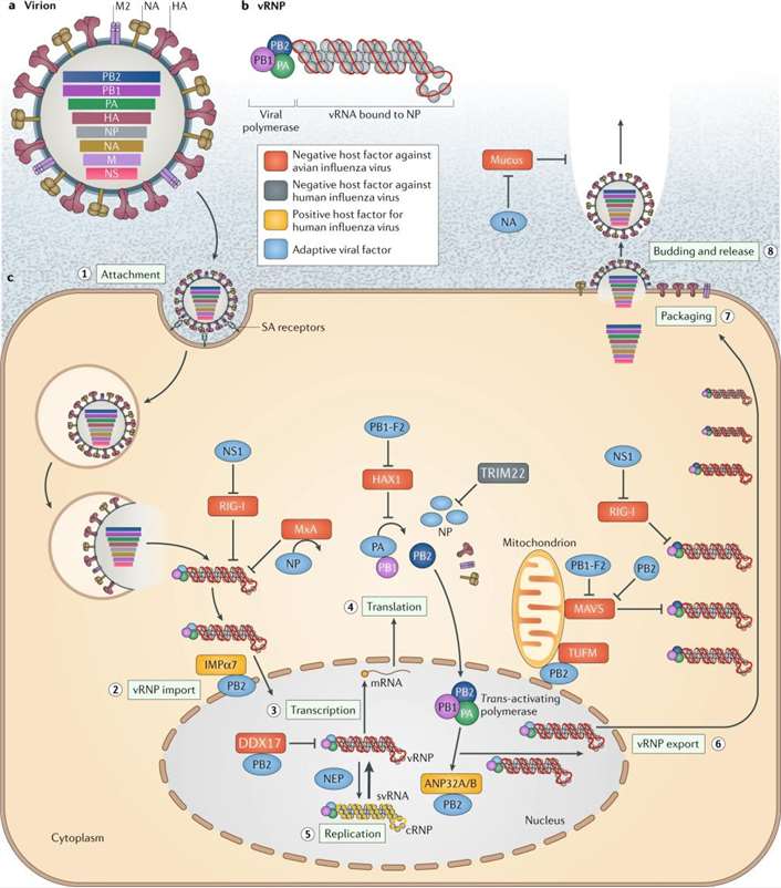 Influenza A Virus Species specificity - Creative Diagnostics