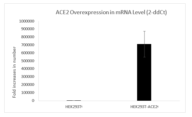 Human ACE2 Stable Cell Line - HEK293T - Creative Diagnostics