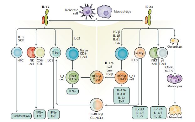 IL-12, IL-23 and IL-17 Immunology Reagents for IBD - Creative Diagnostics