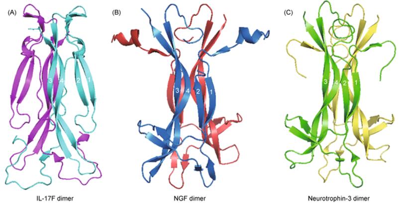 IL-17 Family - Creative Diagnostics